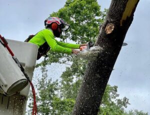 Our Tree Services | Taylor Tree Service | Prattville, AL