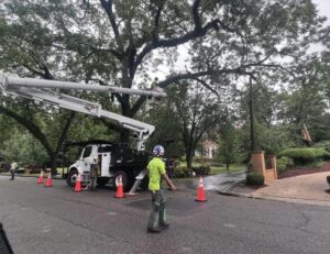 Taylor Tree Service | Tree Removal, Stump Grinding, & Tree Trimming in ...