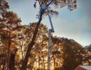Taylor Tree Service | Tree Removal, Stump Grinding, & Tree Trimming in Montgomery, Prattville ...